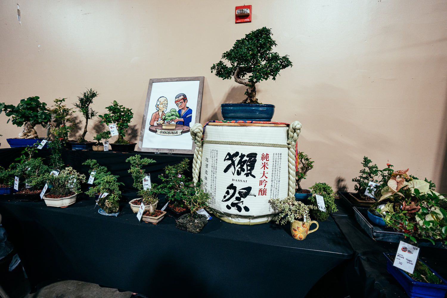 Show Schedule – Hiko Bonsai