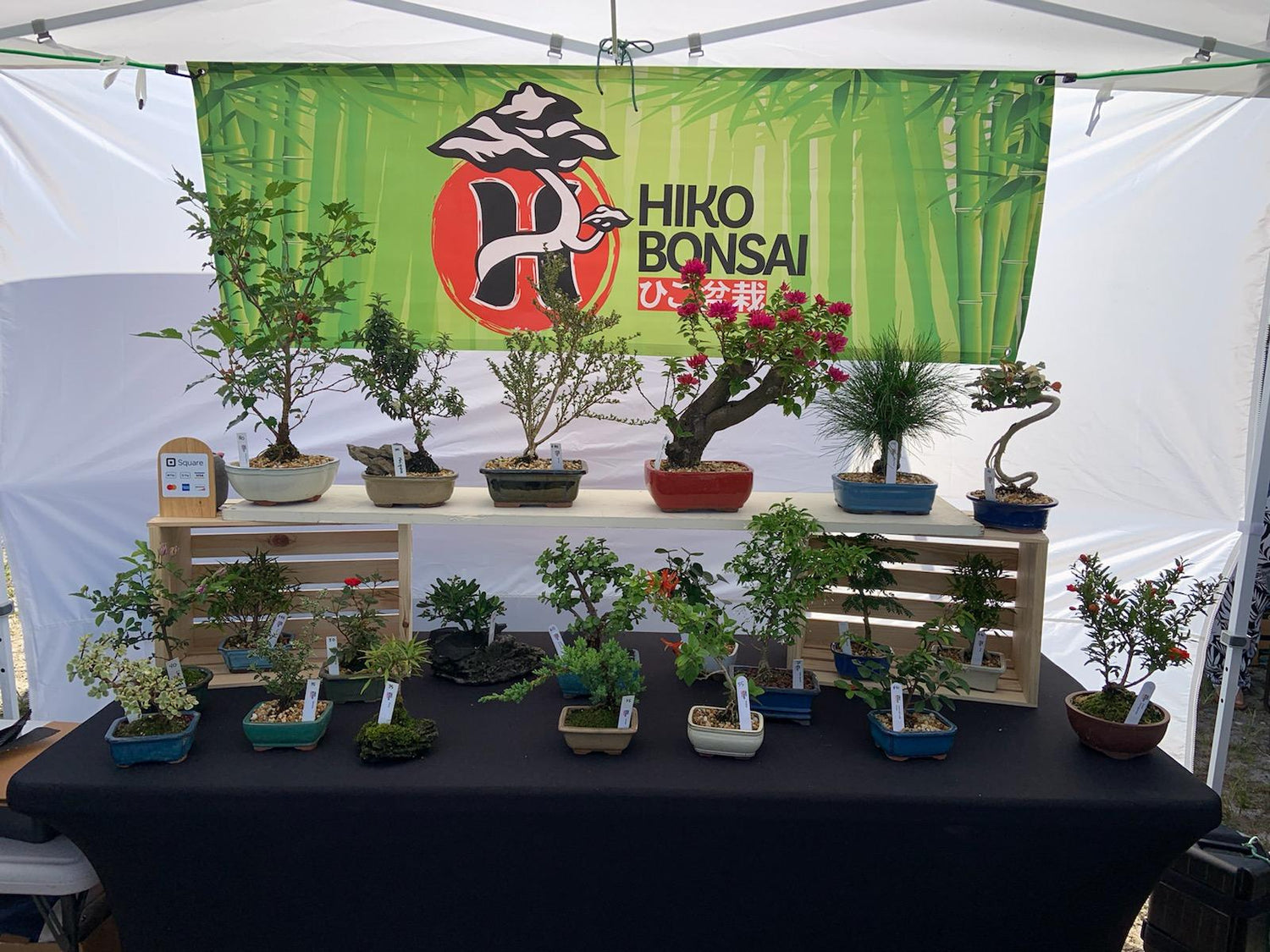 Show Schedule – Hiko Bonsai